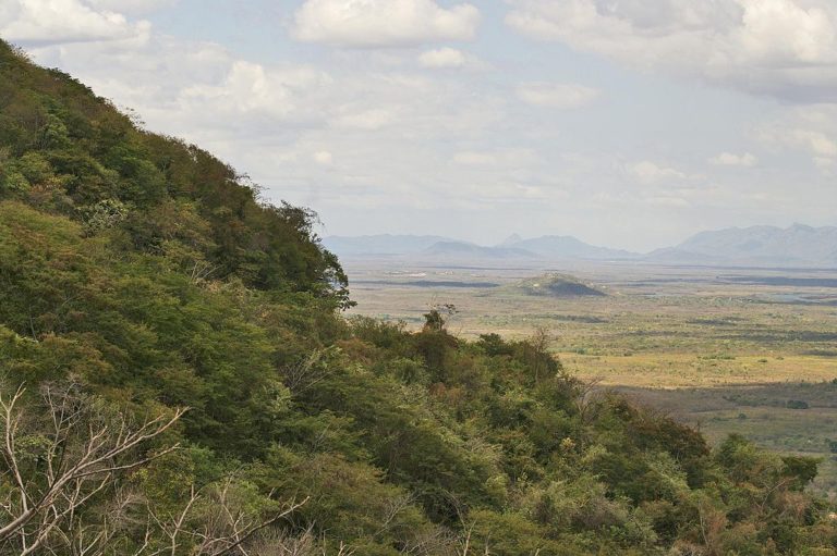 Floresta ombrófila aberta - iGUi Ecologia