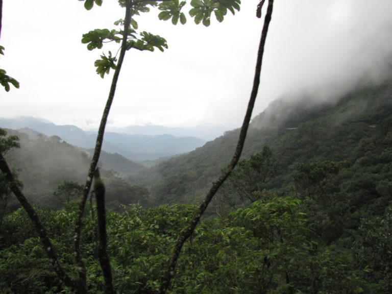 Floresta ombrófila densa - iGUi Ecologia
