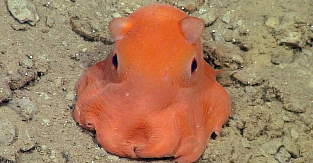 Mini polvo - iGUi Ecologia