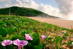 Restinga - iGUi Ecologia