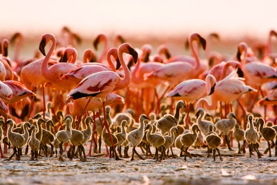 Lago Natron - iGUi Ecologia
