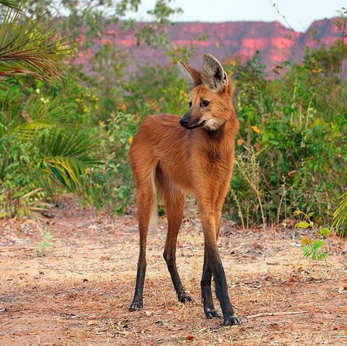 Lobo-guará - iGUi Ecologia