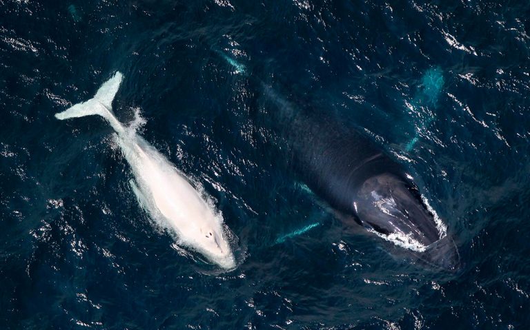 Migaloo-Jr - iGUi Ecologia