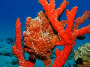 Peixe Sapo: adaptações especiais - iGUi Ecologia