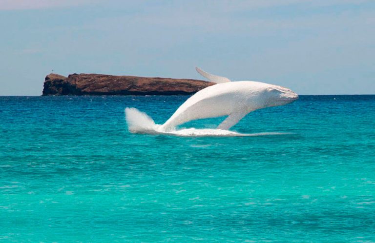 migaloo - iGUi Ecologia