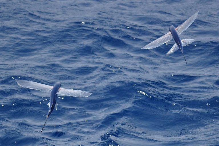 peixe-voador - iGUi Ecologia