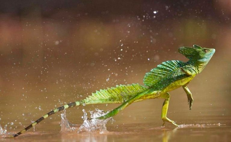 jesus-christ-lizard-running-on-water - iGUi Ecologia