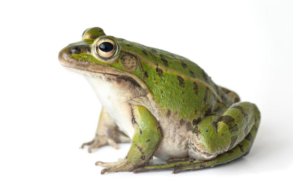 Sapo - iGUi Ecologia