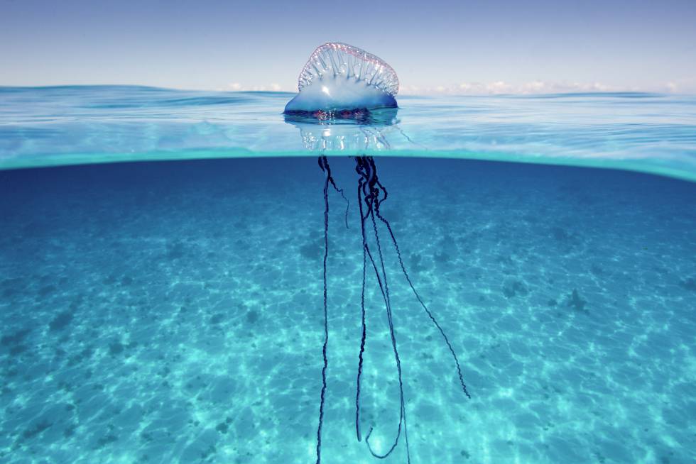 Caravela Portuguesa IGUi Ecologia