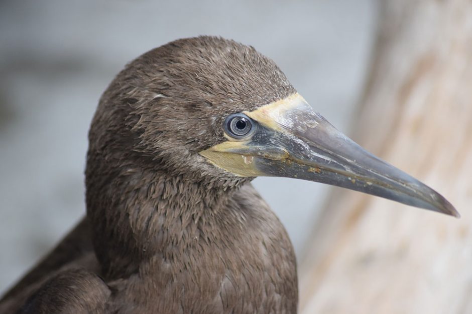 Atobá-juvenil - iGUi Ecologia