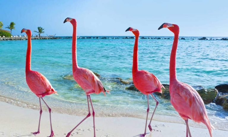Flamingo a ave cor de rosa! - iGUi Ecologia